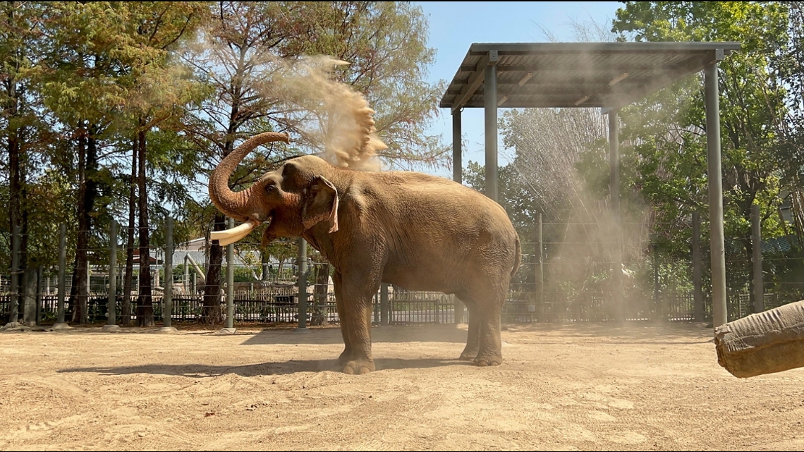 Celebrate Elephant 60th birthday at the Houston Zoo | 11alive.com