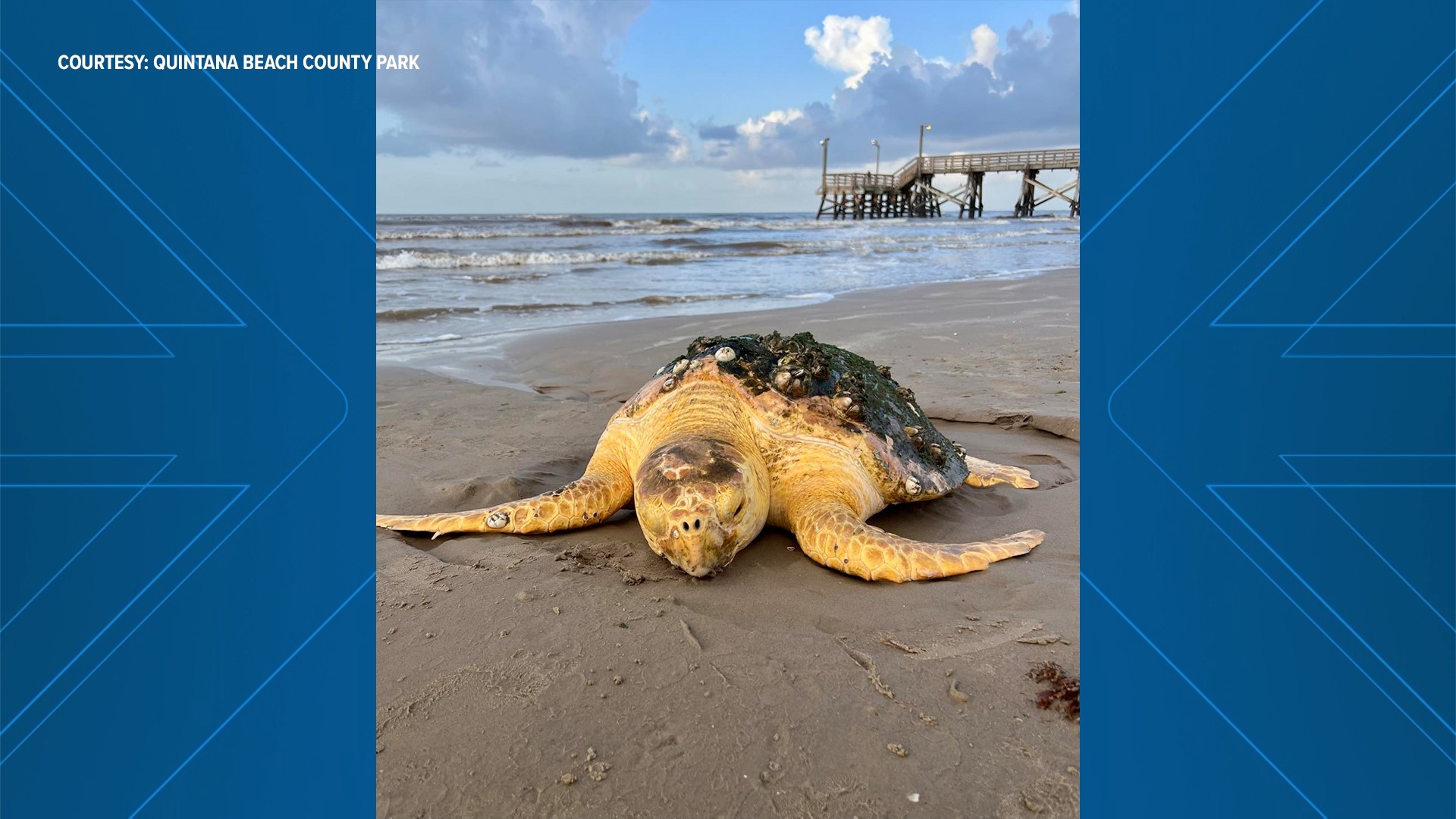 Loggerhead sea turtle off coast of Quintana Beach County Park | 11alive.com