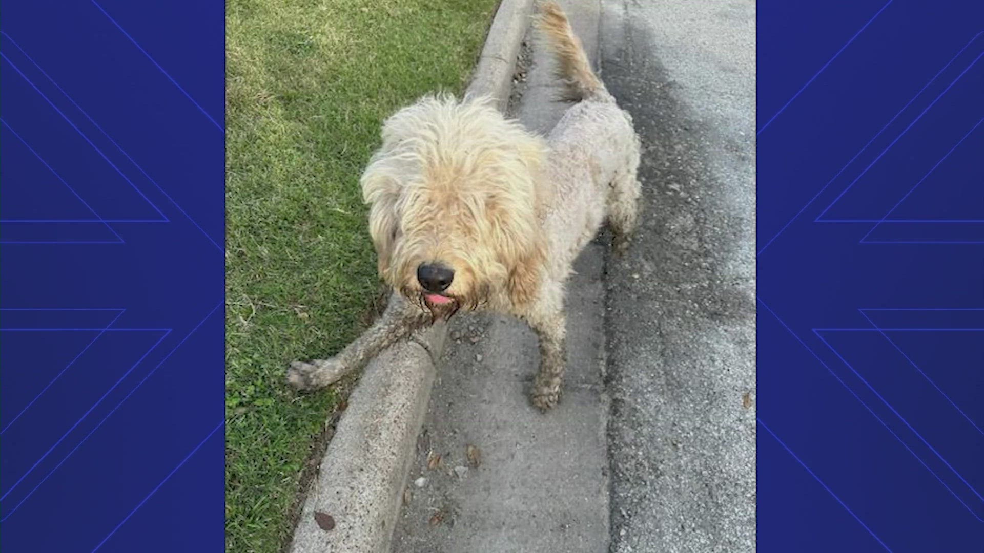 Houston news: Missing Goldendoodles found in Spring Branch | 11alive.com