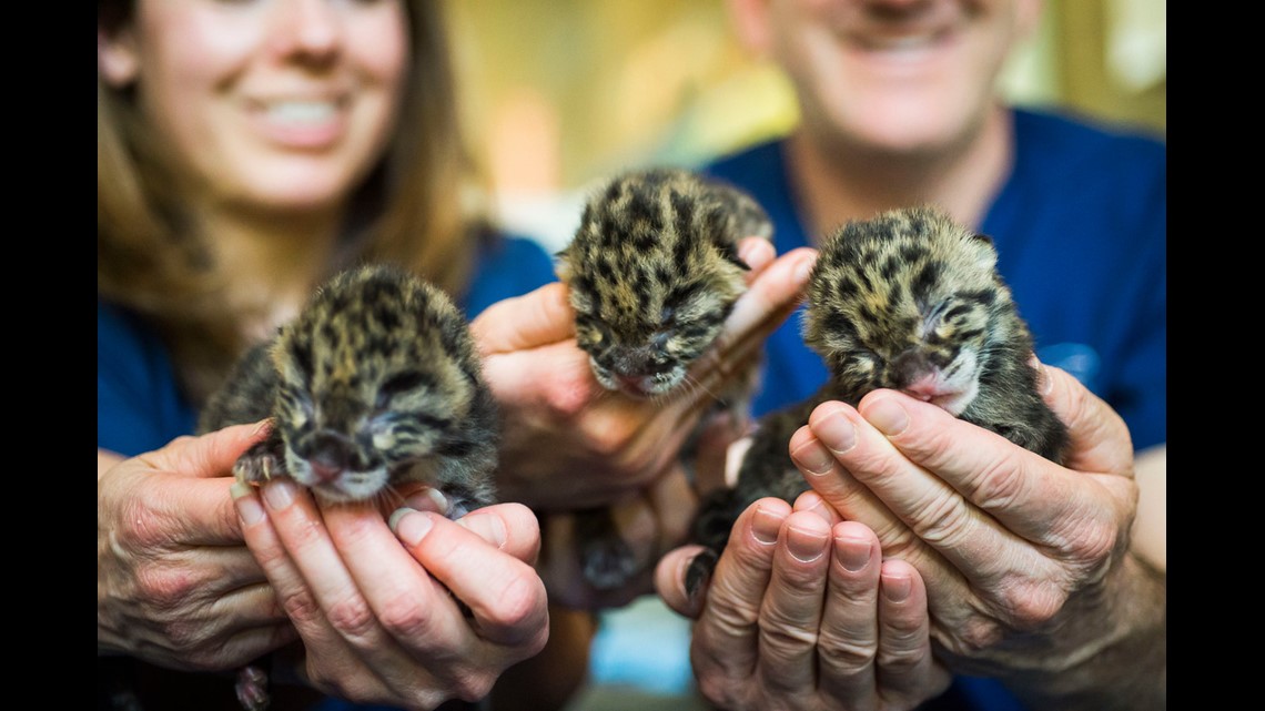 3 endangered clouded leopards born at Point Defiance Zoo | 11alive.com