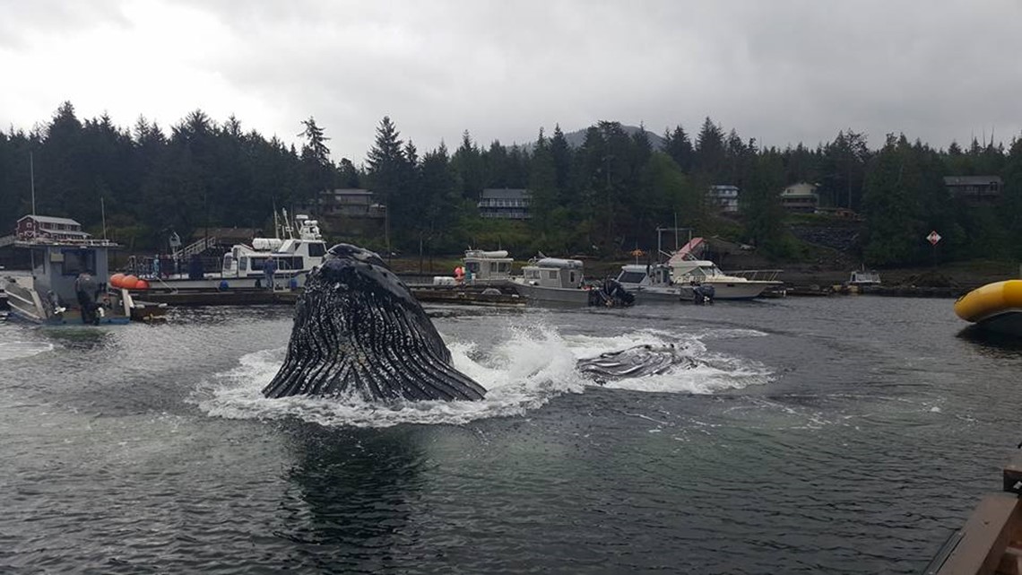 Whale surprises onlookers in marina | 11alive.com