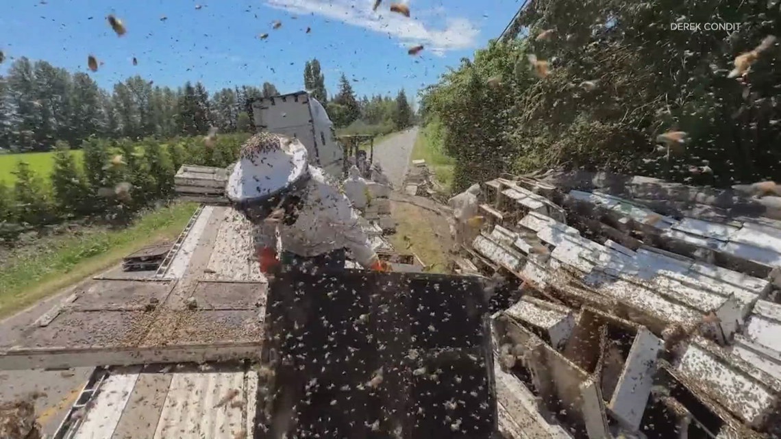 15 million bees turn wild after Whatcom County truck accident | 11alive.com