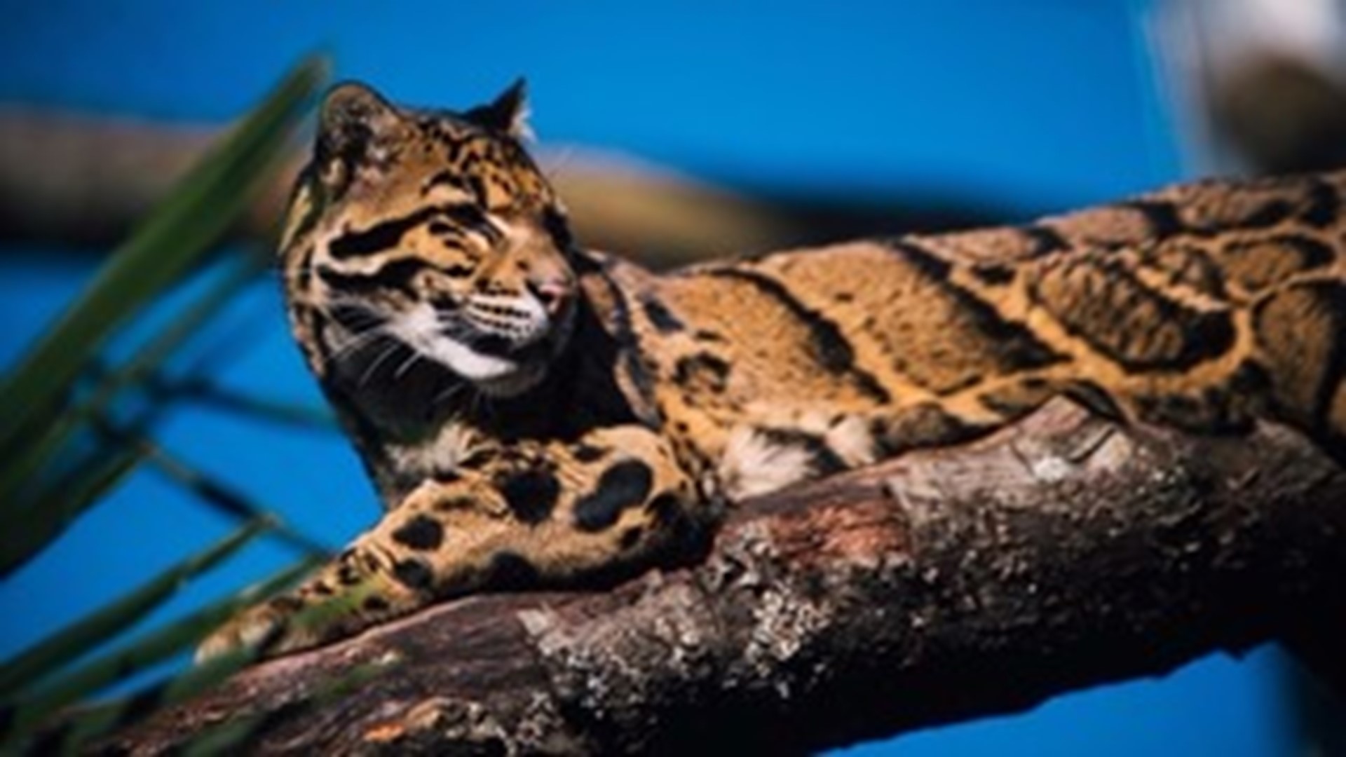 3 endangered clouded leopards born at Point Defiance Zoo | 11alive.com