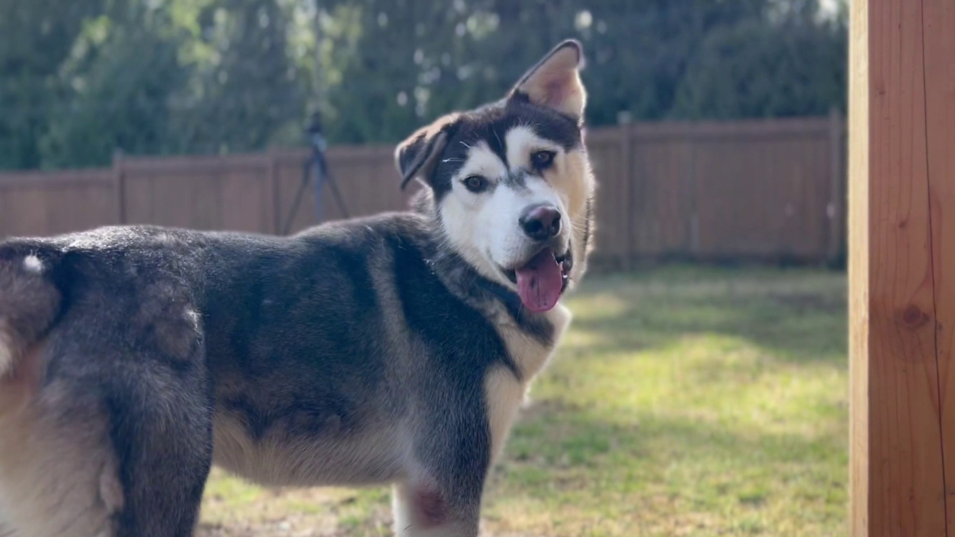 Welcome home, Harvey! Woodinville family drives over 2,500 miles to ...