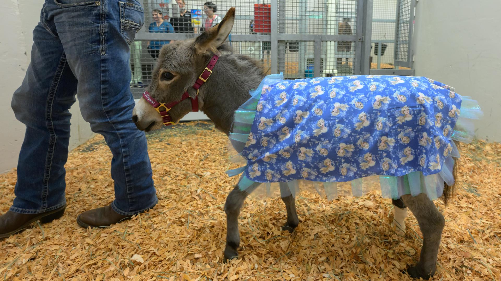 Miniature donkey survives frostbite, leg amputation to walk again with ...