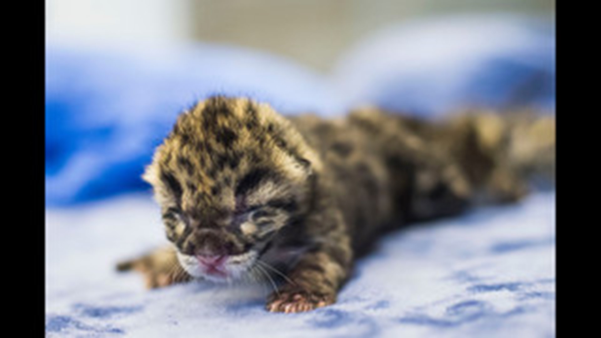 3 endangered clouded leopards born at Point Defiance Zoo | 11alive.com