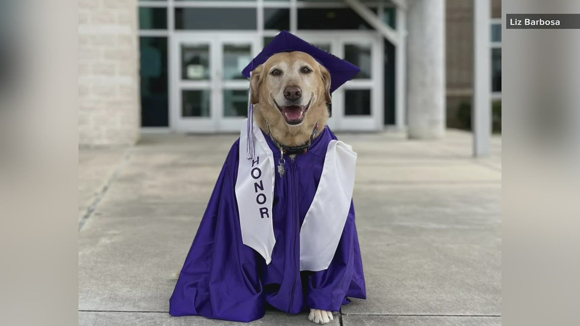 Service dog graduates from Groves Middle School with honors | 11alive.com