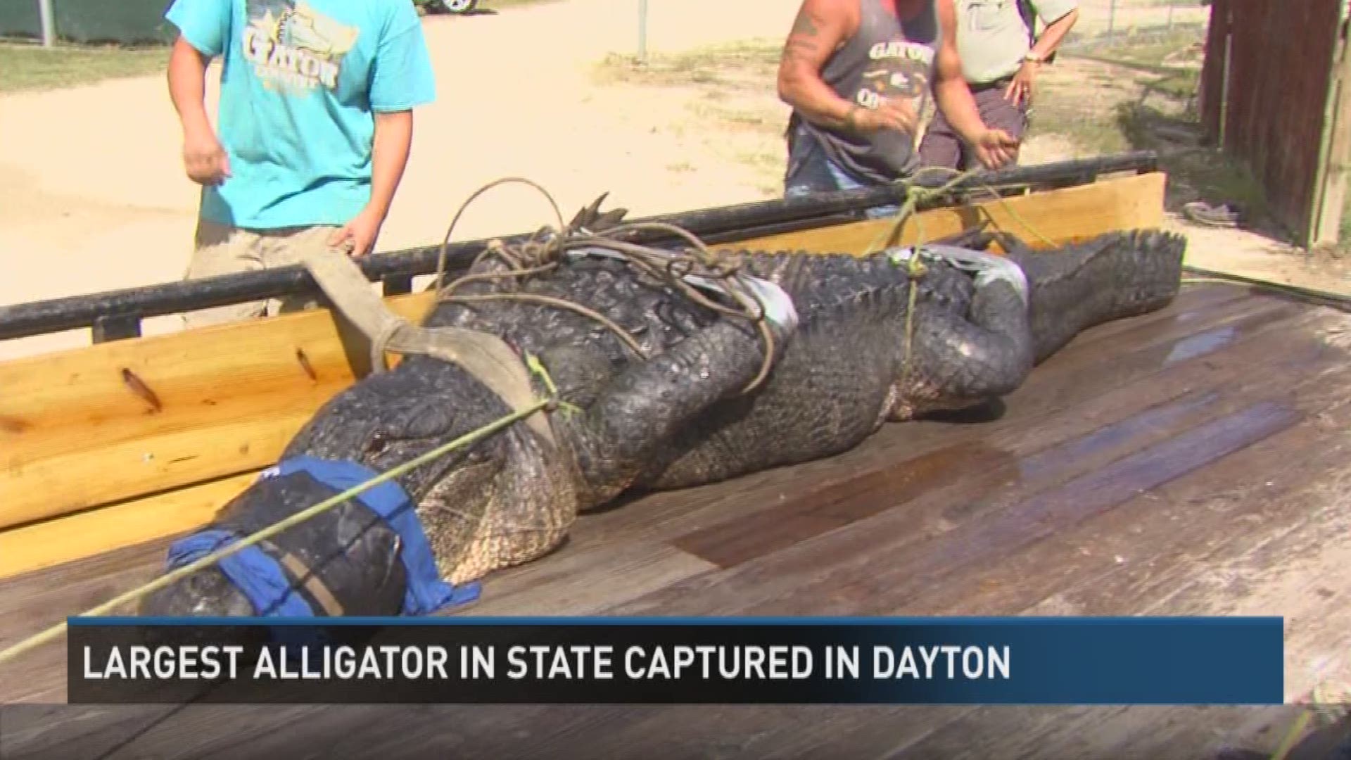 Record breaking gator caught in Texas | 11alive.com