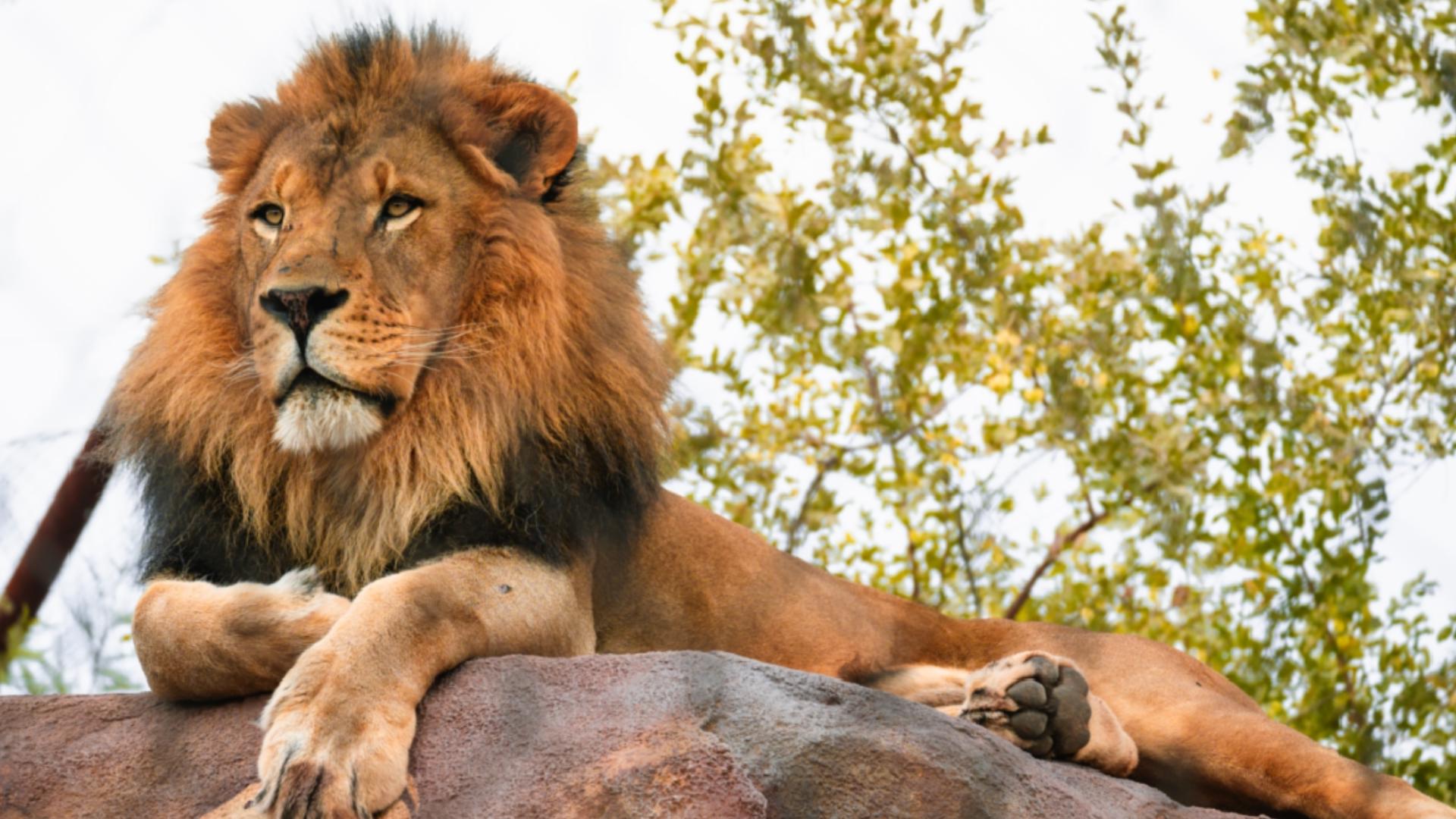 Lion in Arizona zoo euthanized after cancer diagnosis | 11alive.com