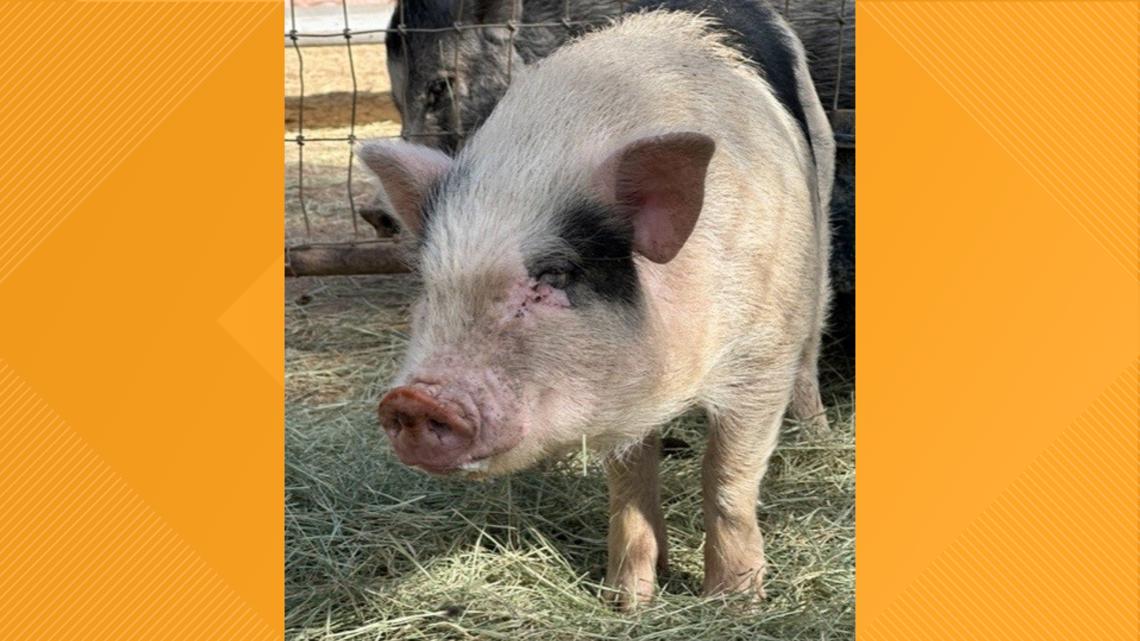 Piglet rescued after wandering through neighborhood | 11alive.com