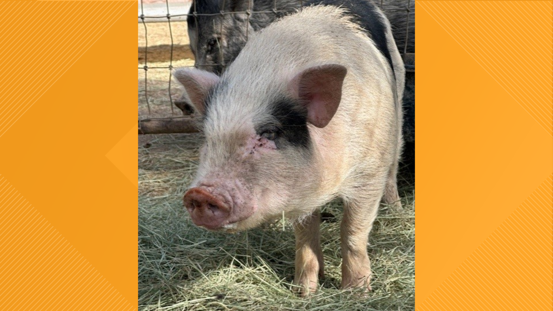 Piglet rescued after wandering through neighborhood | 11alive.com