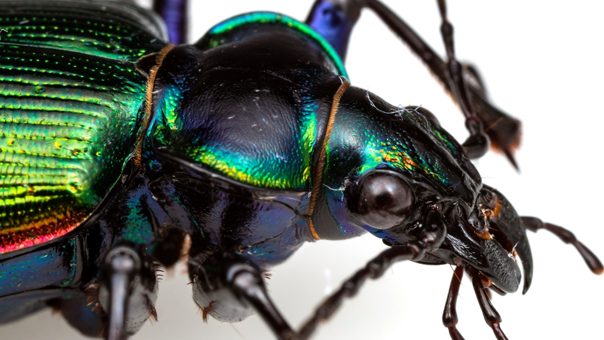 Arizona's Fiery Searcher beetle looks better than it smells | 11alive.com