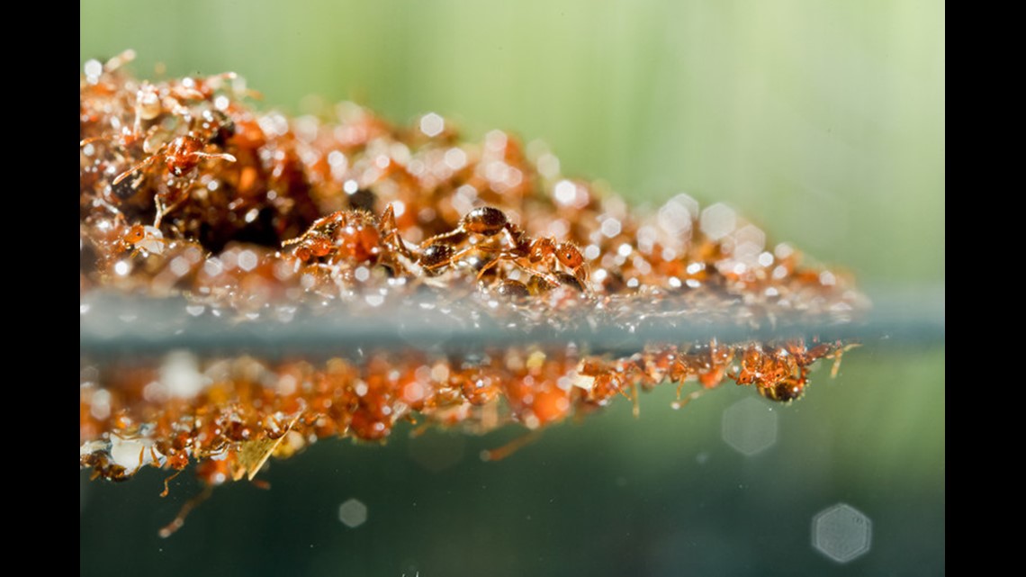 How do fire ants form giant rafts to survive floods? | 11alive.com