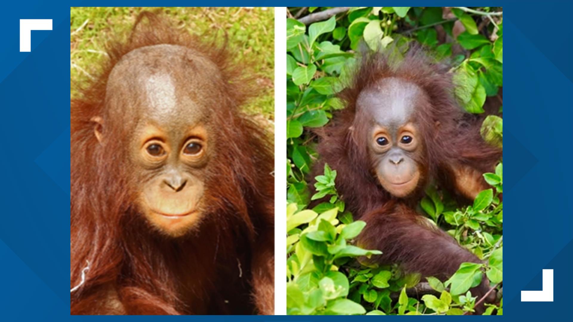 Little Rock Zoo mourns loss of beloved young orangutan named Kota ...