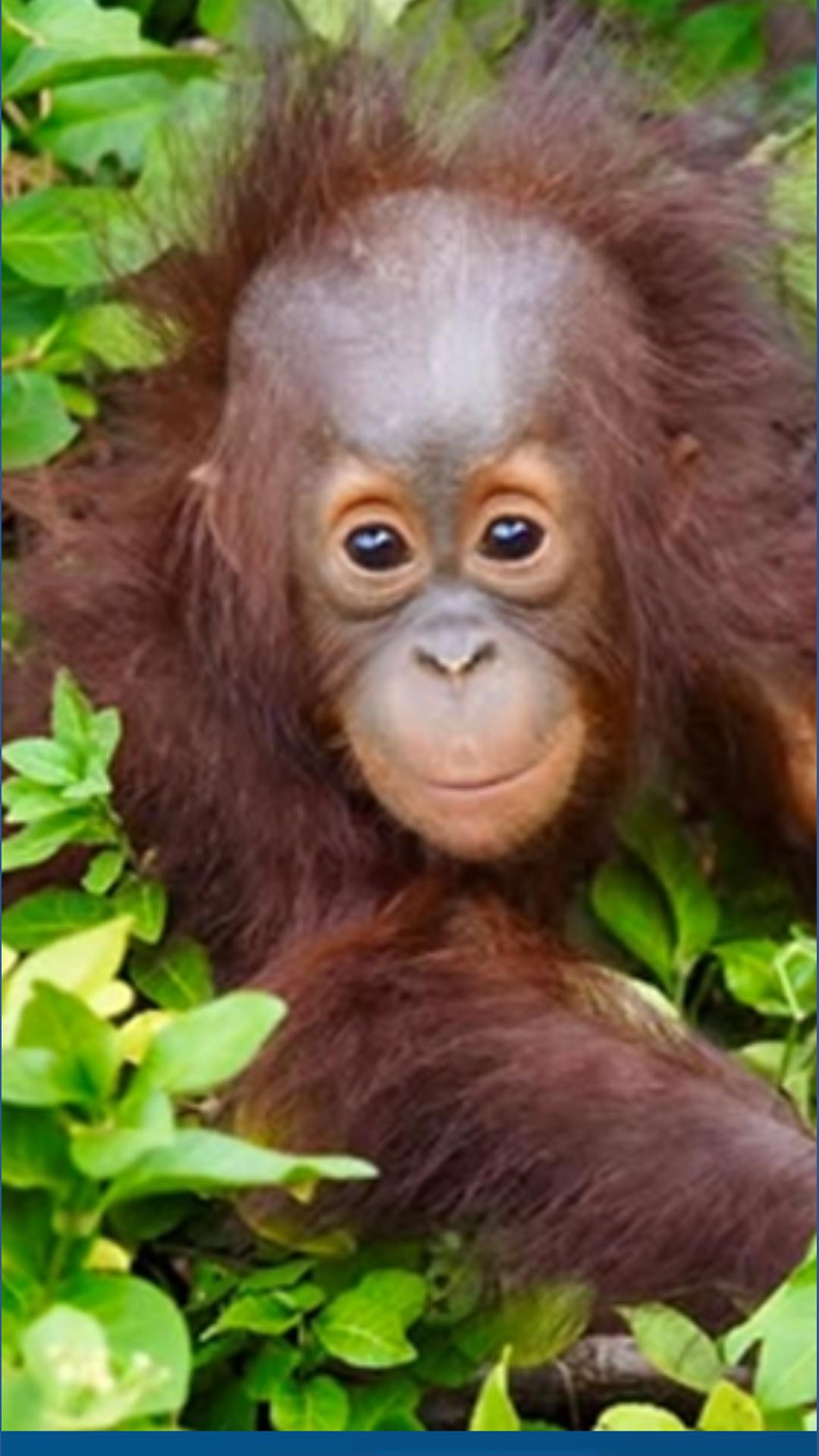 Little Rock Zoo mourns loss of beloved young orangutan named Kota ...