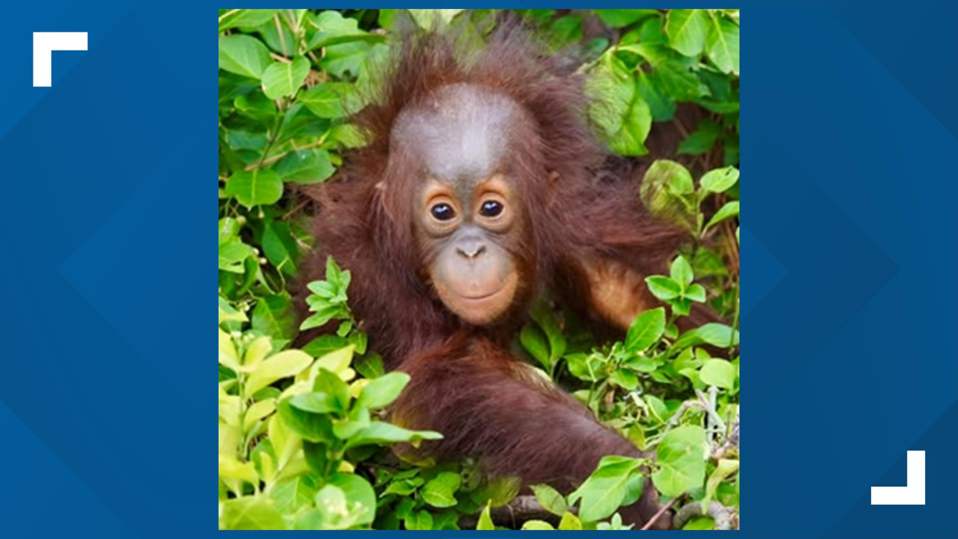 Little Rock Zoo mourns loss of beloved young orangutan named Kota ...