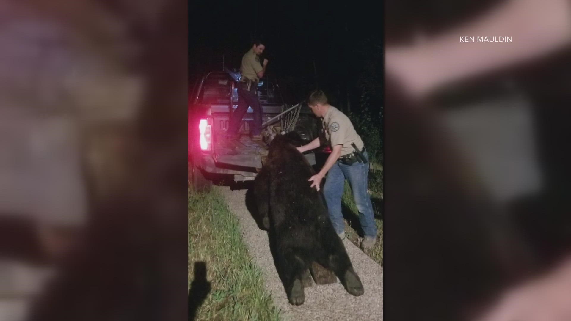 Colorado man kills bear that broke into house | 11alive.com