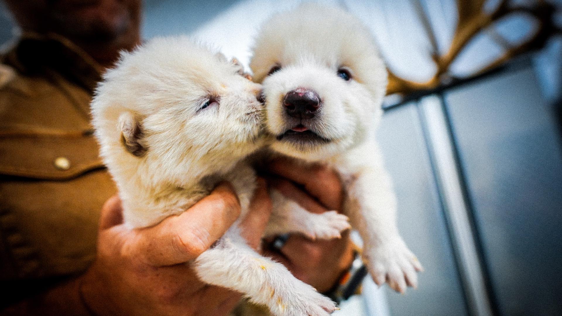 Dire wolf brought back from extinction after 13,000 years | 11alive.com