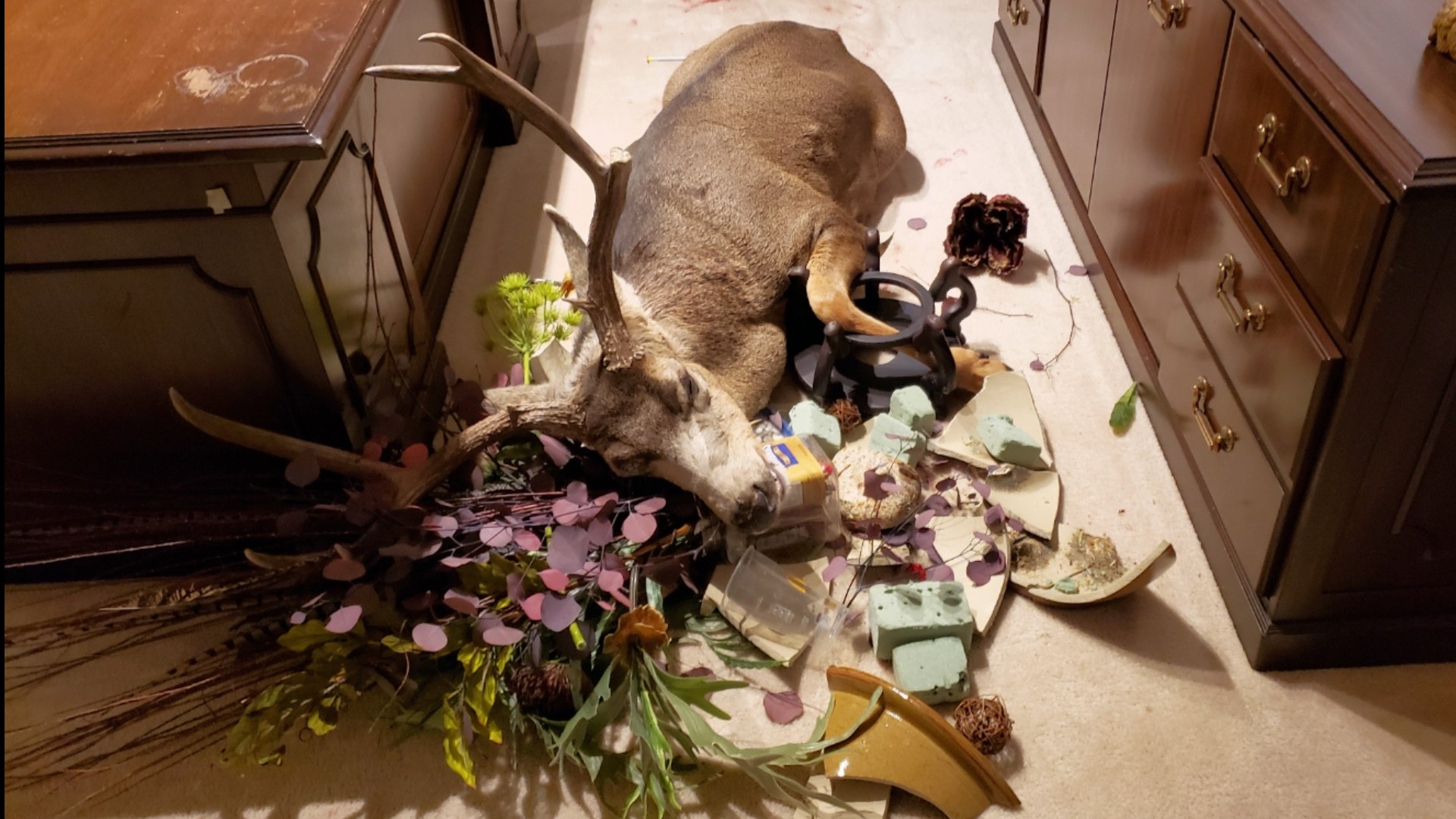 Deer buck crashes through window into basement in Colorado | 11alive.com