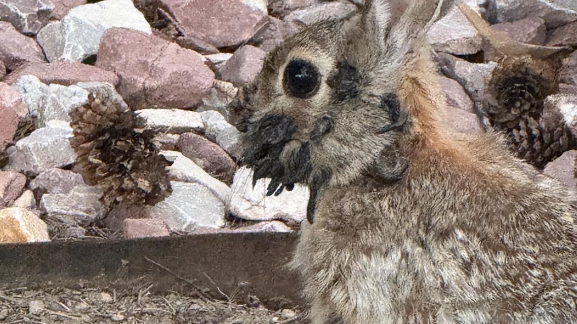 Colorado rabbits show bizarre' 'tentacle' growths on their heads ...