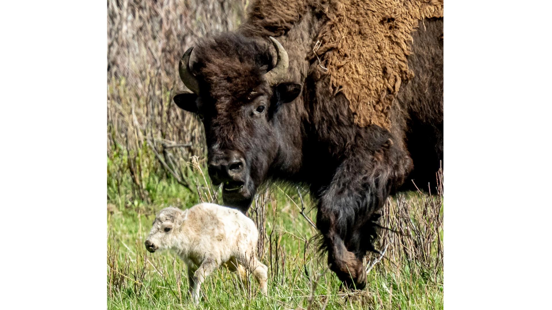 Rare white buffalo calf spotted at Yellowstone National Park | 11alive.com