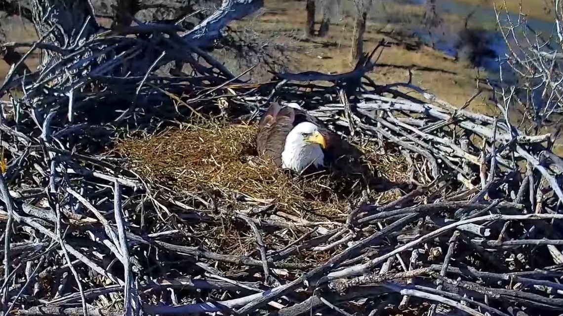 Colorado bald eagles lay eggs | 11alive.com