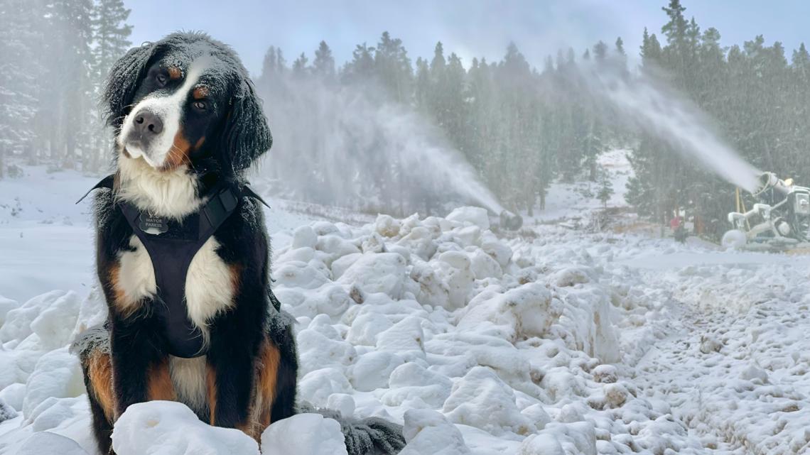 Parker the Snow Dog, a beloved Colorado mascot, passes away in car ...