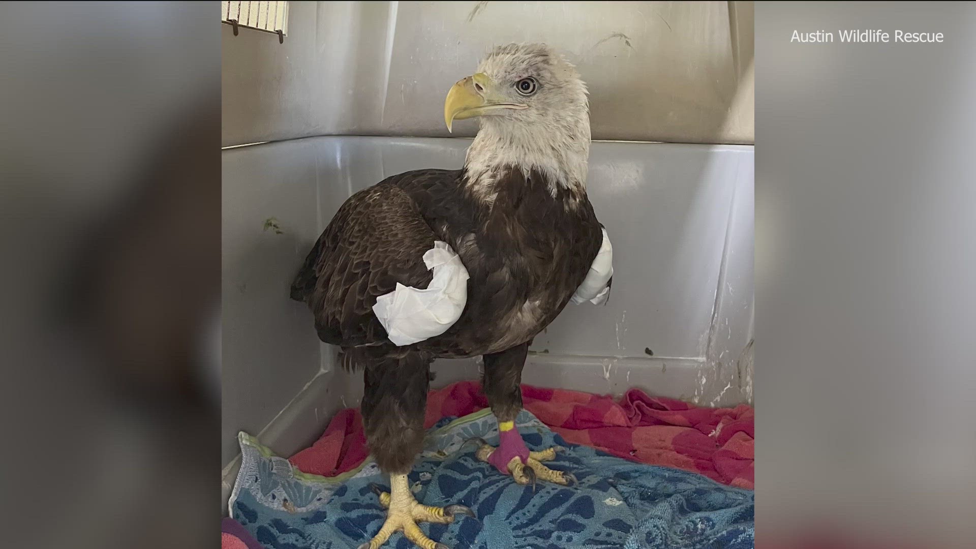 Central Texas facilty nurses injured bald eagle back to health ...