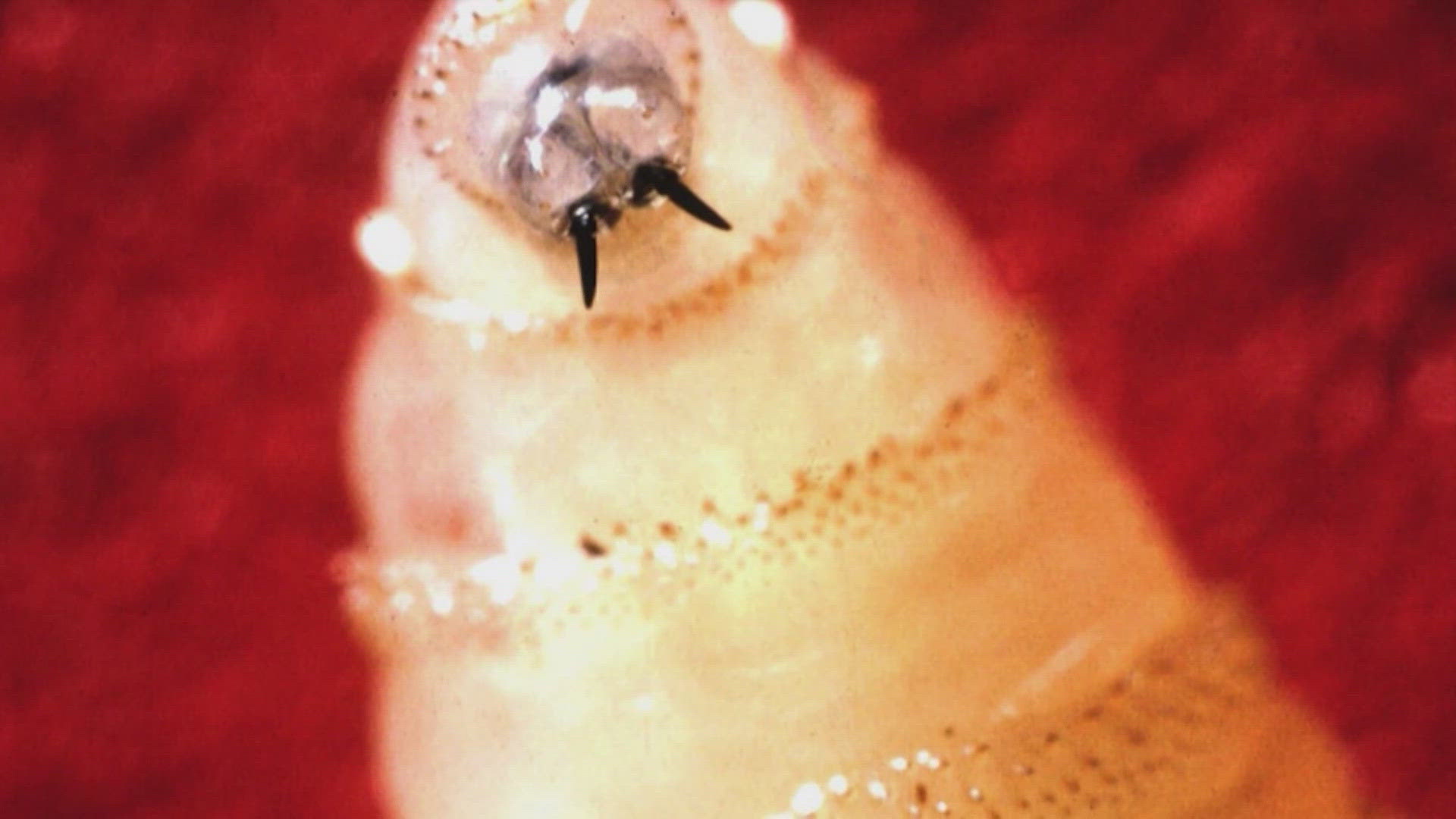 Flesh-eating fly case near Texas border triggers alarms for state ...