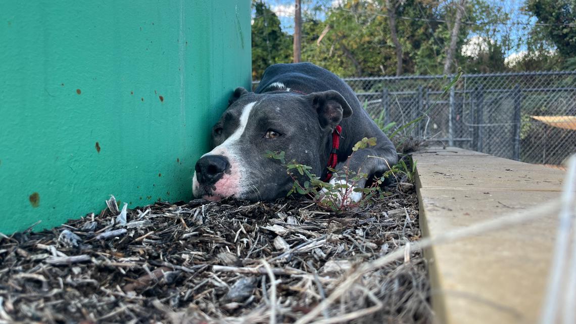 Missing dog reunited with owner 5 years later near Austin, Texas ...