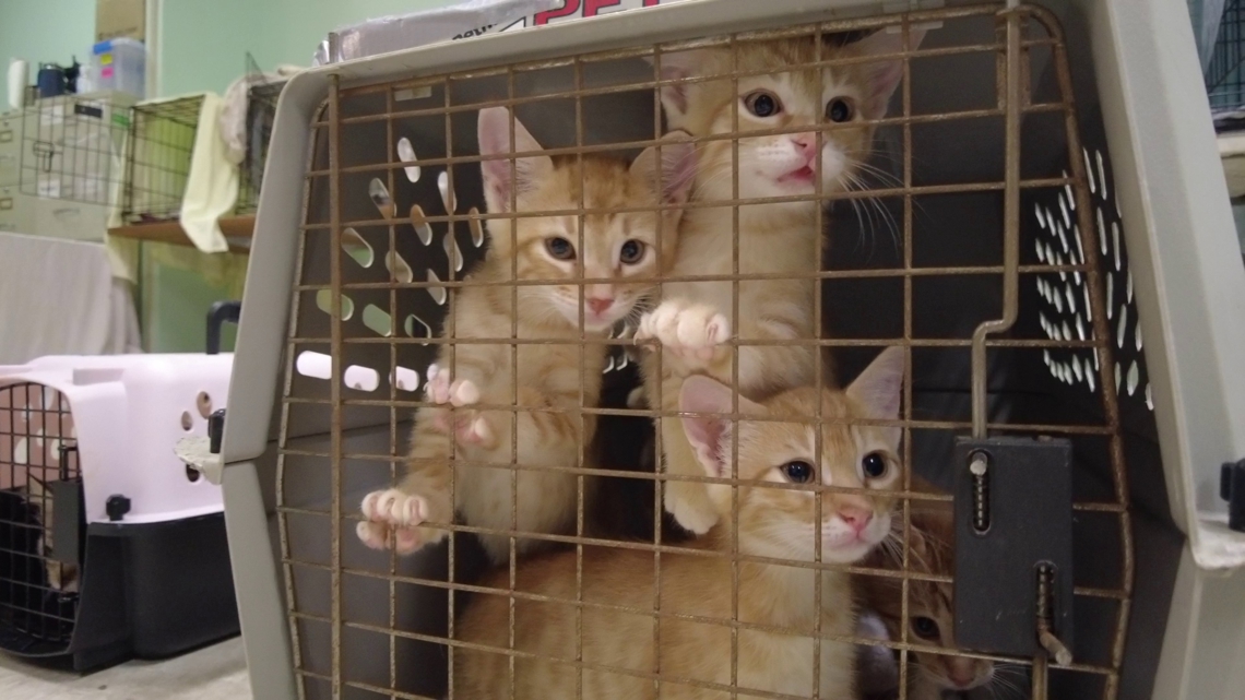 Austin Pets Alive! taking in animals from Kerrville Pets Alive ...