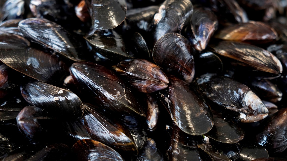 Georgia mussels now listed as extinct | 11alive.com