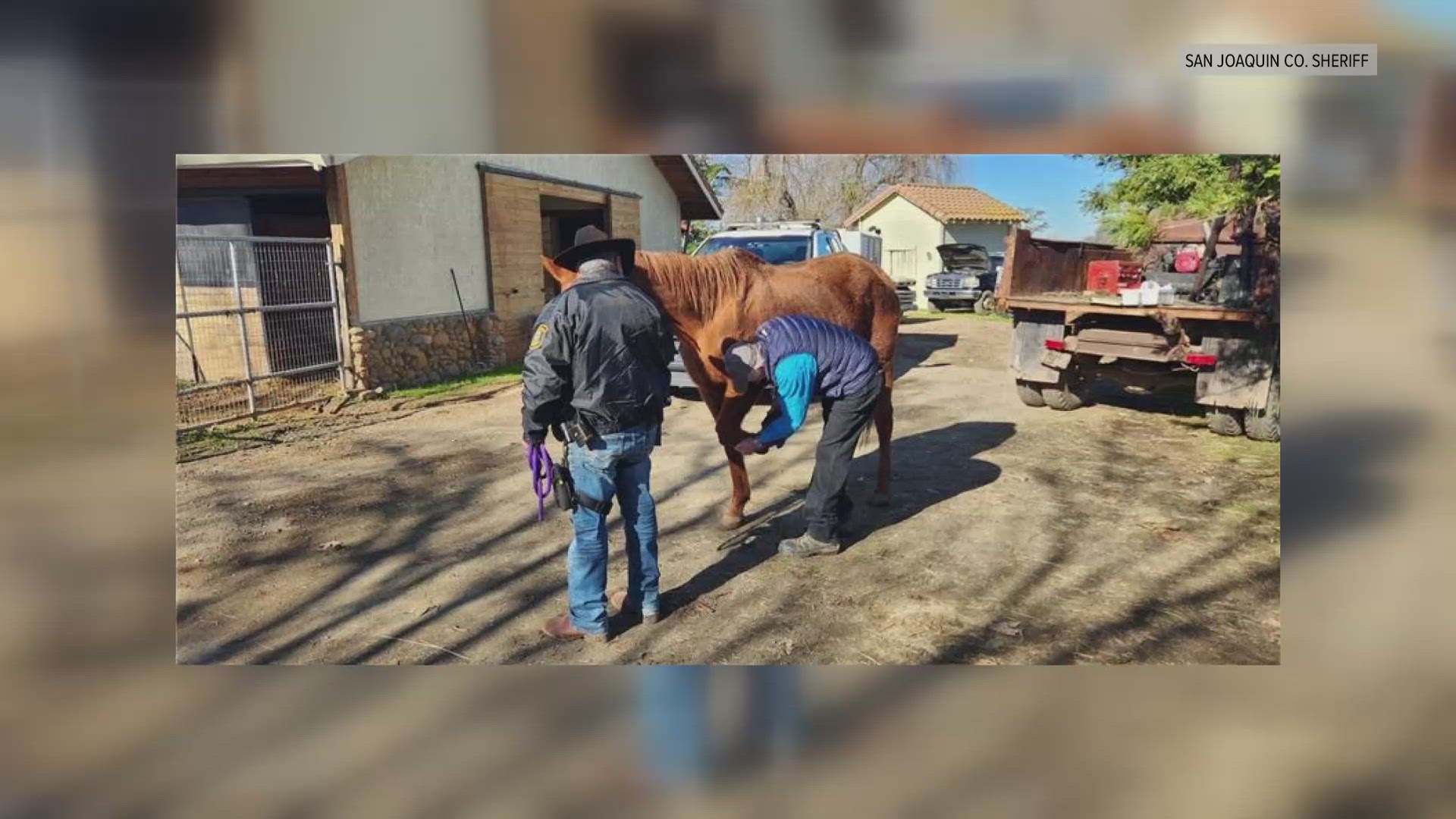 Clements horse rescue: 60+ horses rescued by sheriff's deputies, SWAT team | 11alive.com