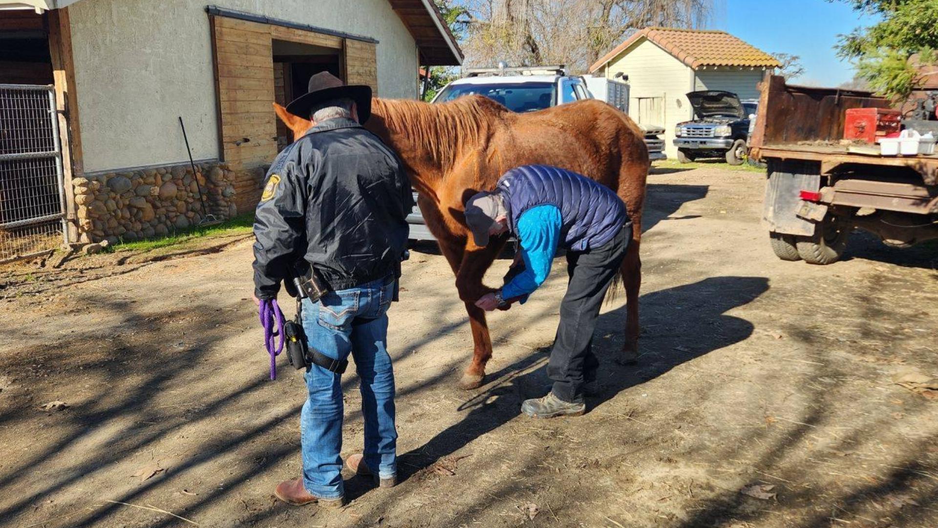 Clements horse rescue: 60+ horses rescued by sheriff's deputies, SWAT ...