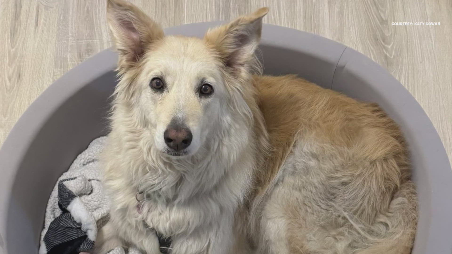 Rescue dog found after 20-hour search on NJ Turnpike, reunites with ...