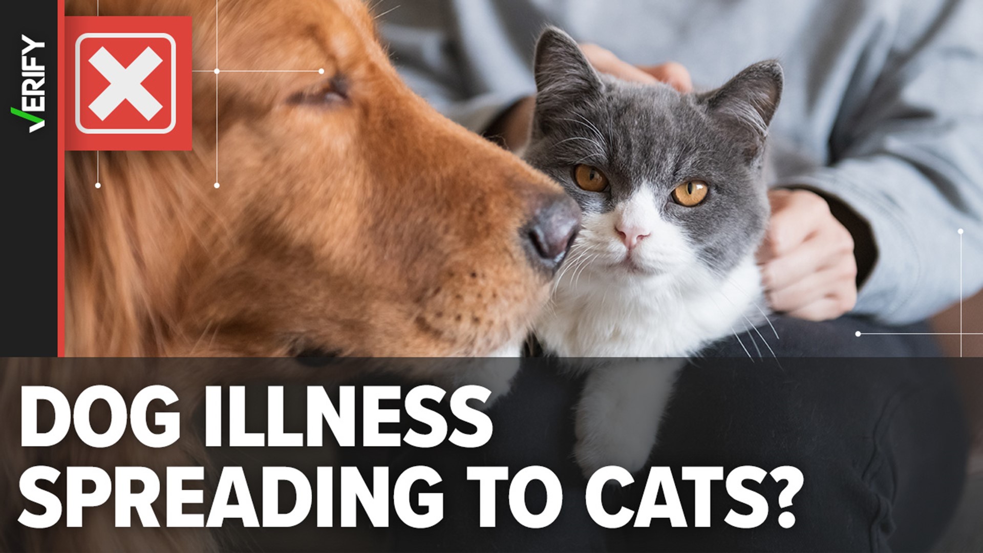 No evidence of dog respiratory illness spreading to people, cats ...