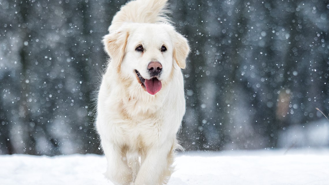 Verified ways to keep dogs safe in cold winter weather | 11alive.com