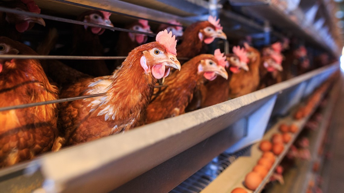 H5N1 bird flu: What to know about the outbreak and food safety ...