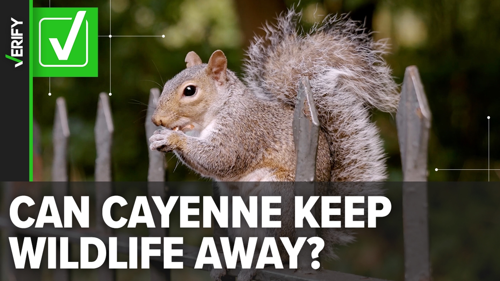 Yes, cayenne pepper can help keep wildlife out of your garden ...