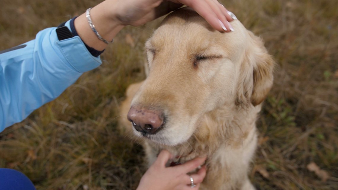 Coronavirus: Pets should use social distancing, CDC suggests | 11alive.com