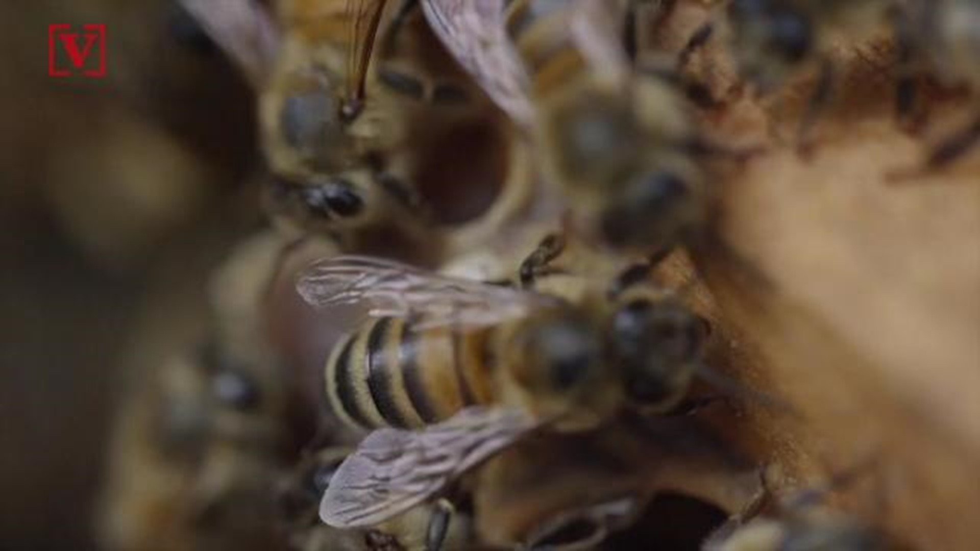 Thousands of bees attack, sting woman hundreds of times | 11alive.com