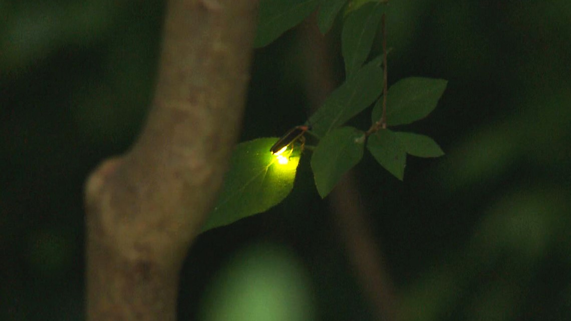Georgia researchers warn fireflies face growing threats from ...