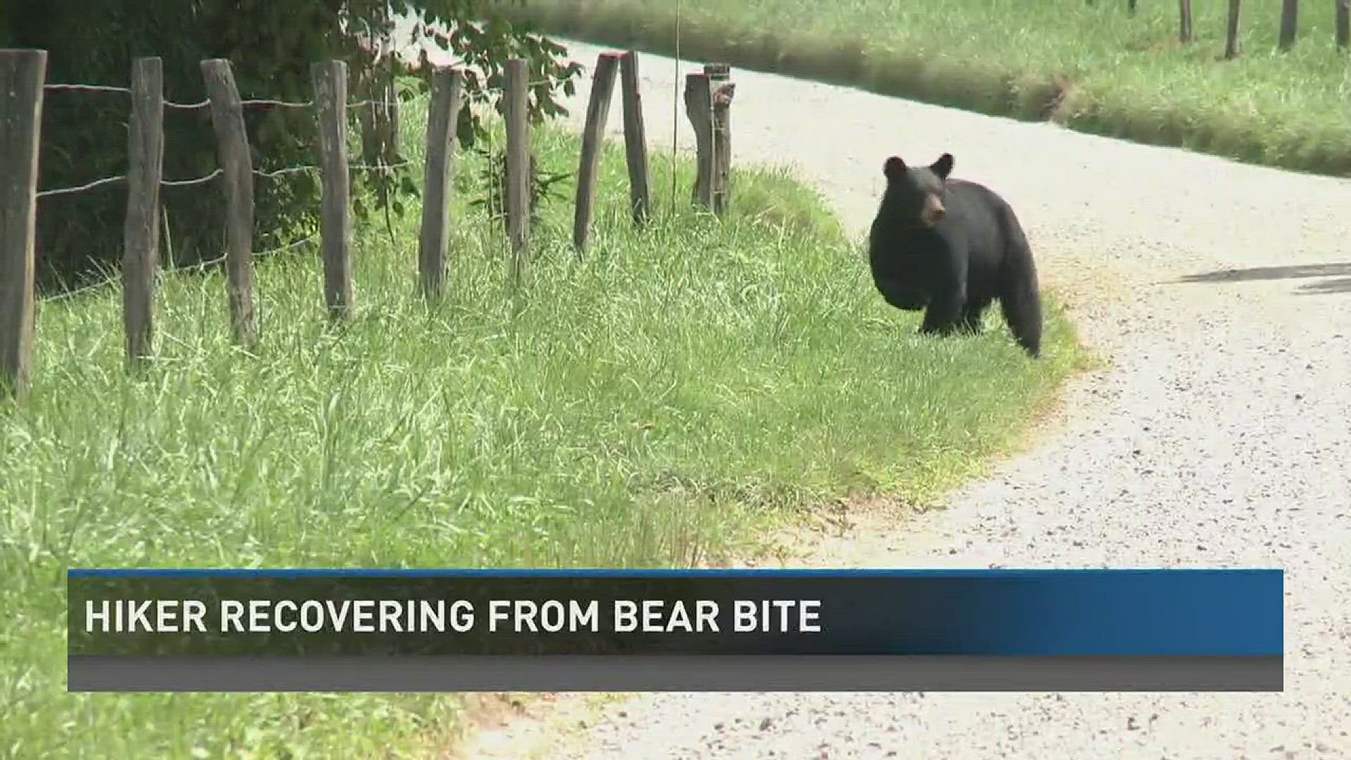 After bear bite, don't forget backcountry safety rules | 11alive.com
