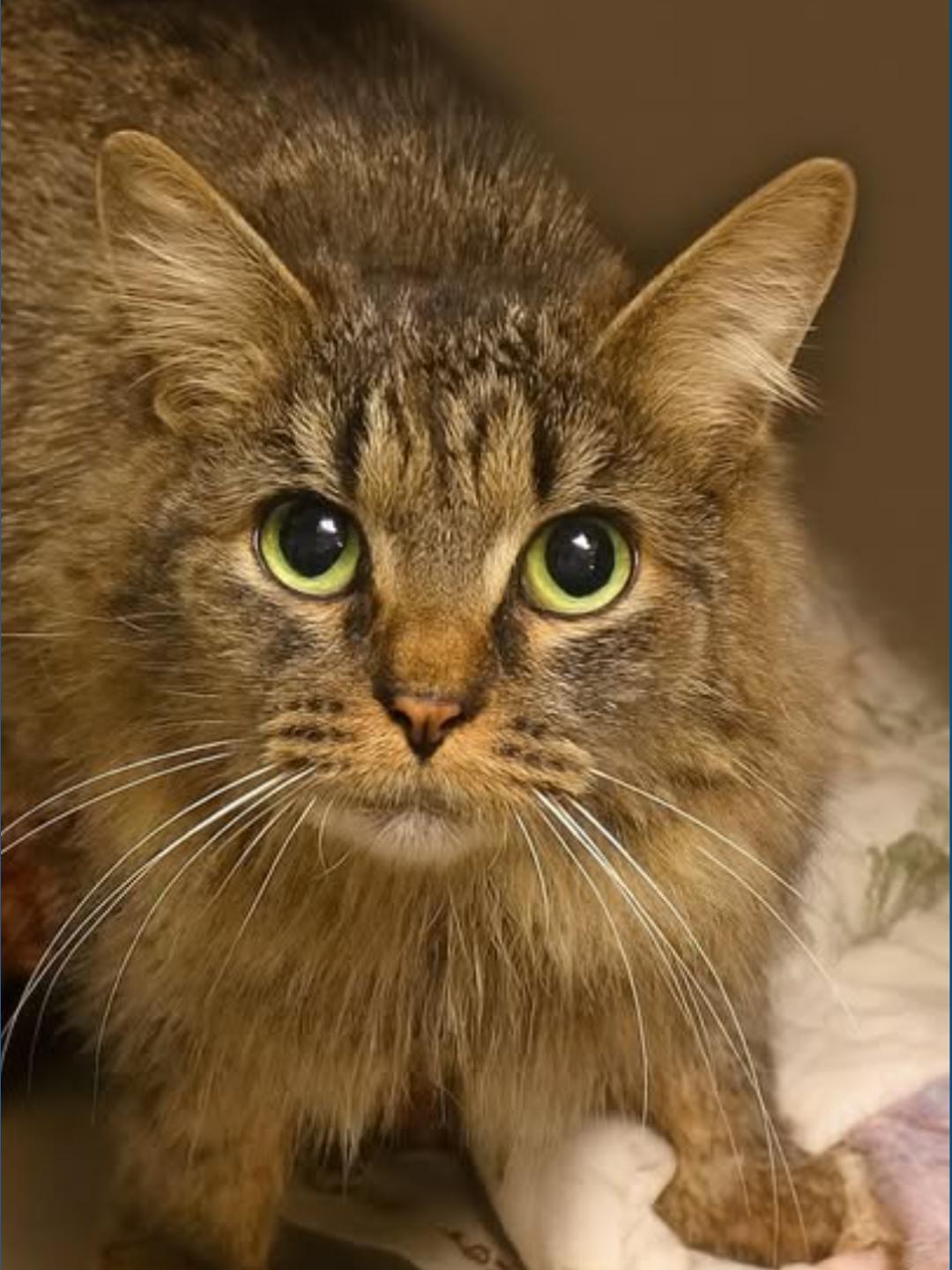 Microchip reunites lost cat with family 443 days after Hurricane Helene ...