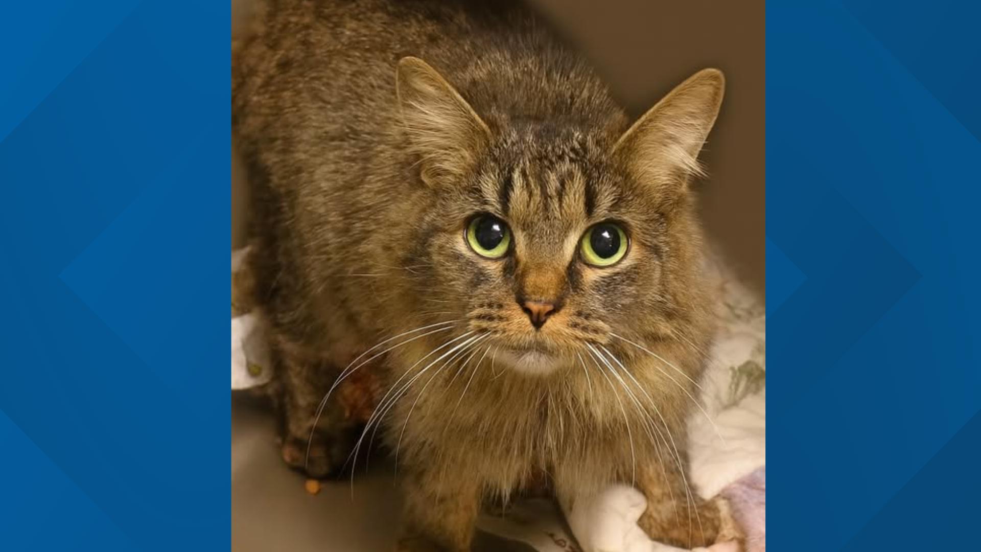 Microchip reunites lost cat with family 443 days after Hurricane Helene ...