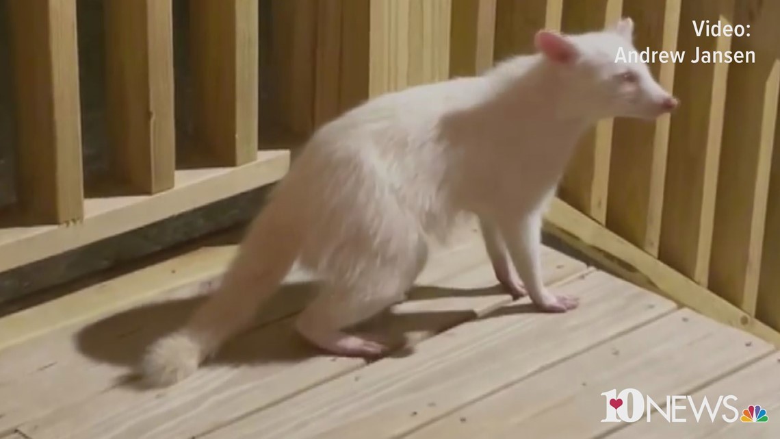 That's no cat! Rare all-white albino raccoon spotted in Knox County ...