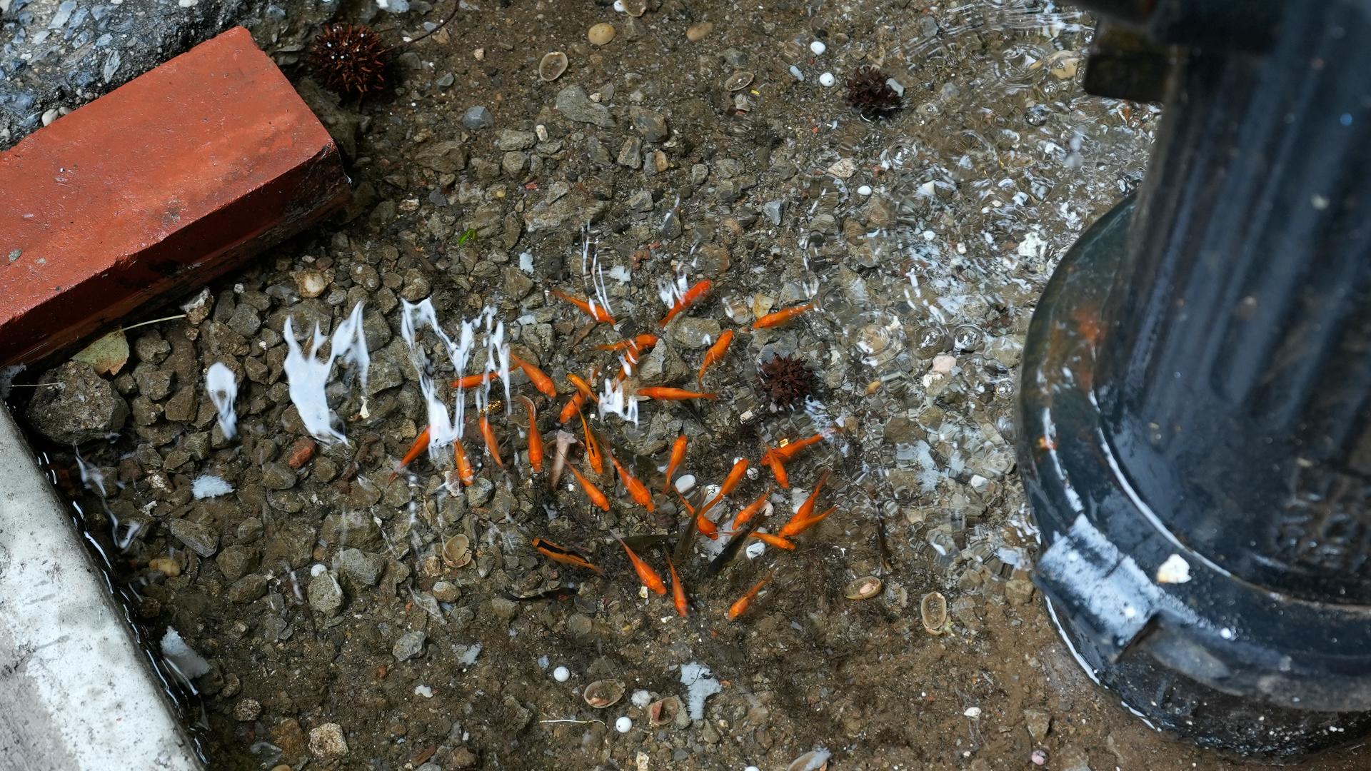 A homemade aquarium appeared in a Brooklyn tree bed. Then came the ...
