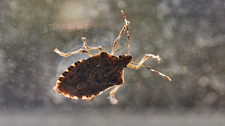 Stink bugs, what to know , what to do about them | 11alive.com