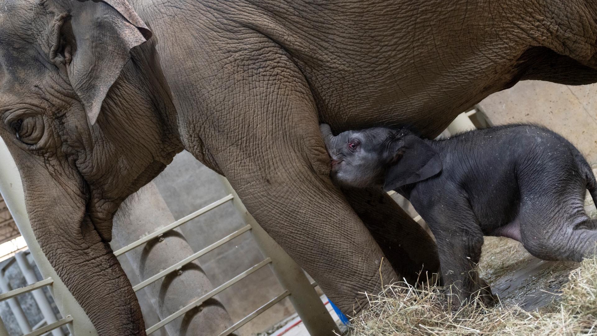 Columbus Zoo welcomes first baby Asian elephant of the year | 11alive.com