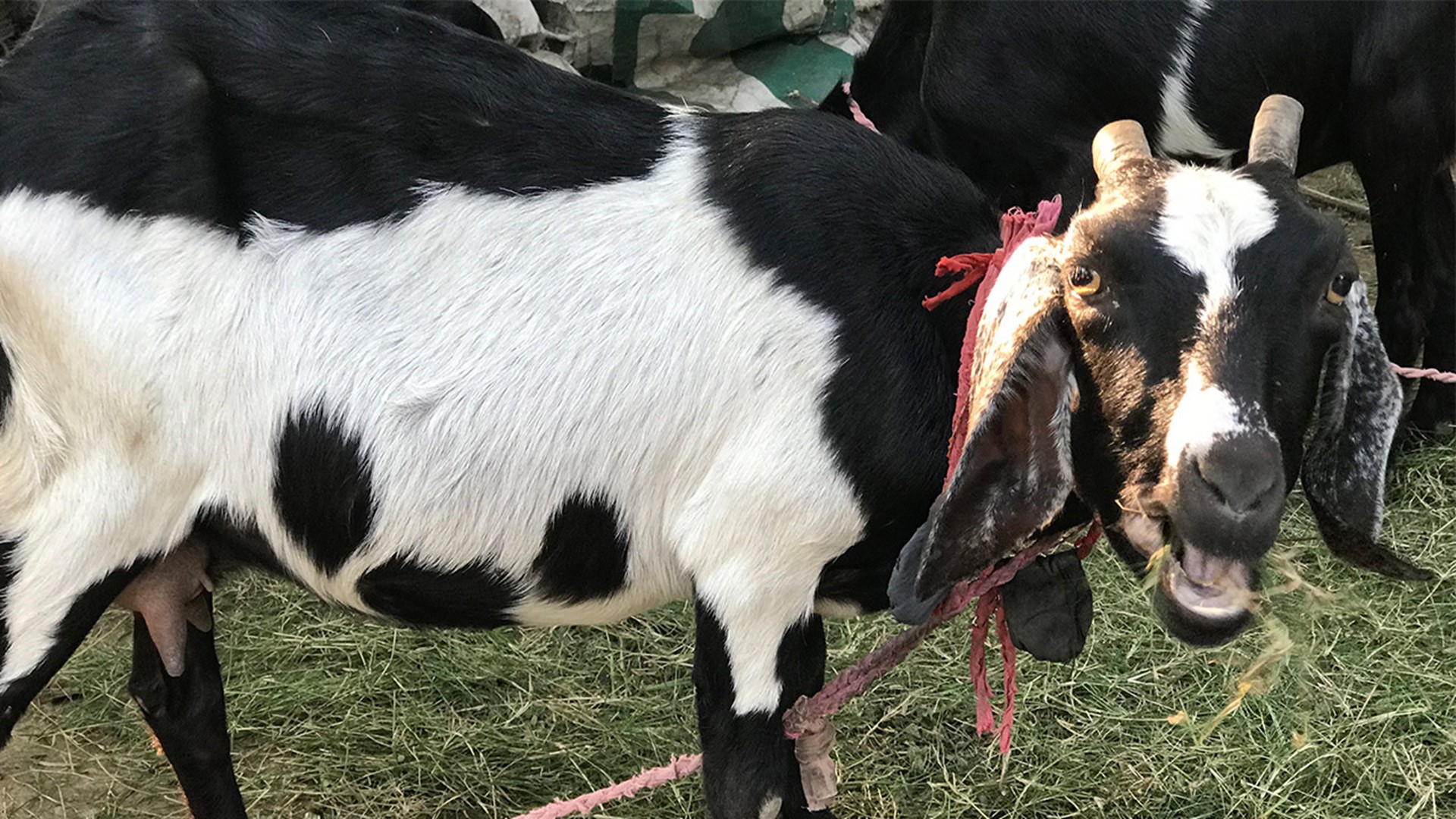 From A to Z: The Sherin Mathews case | 11alive.com